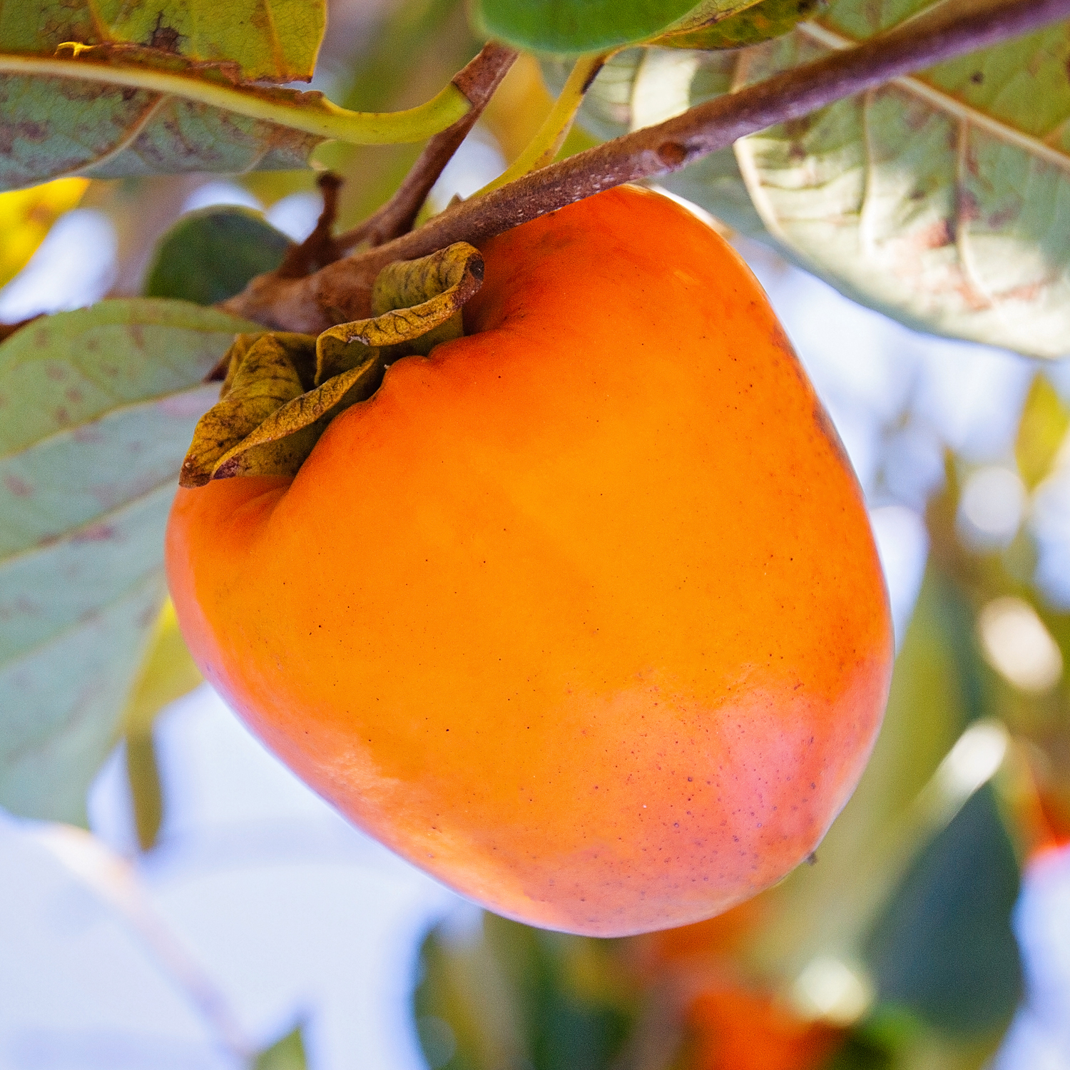About Our Persimmon Varieties – Perfect Persimmons