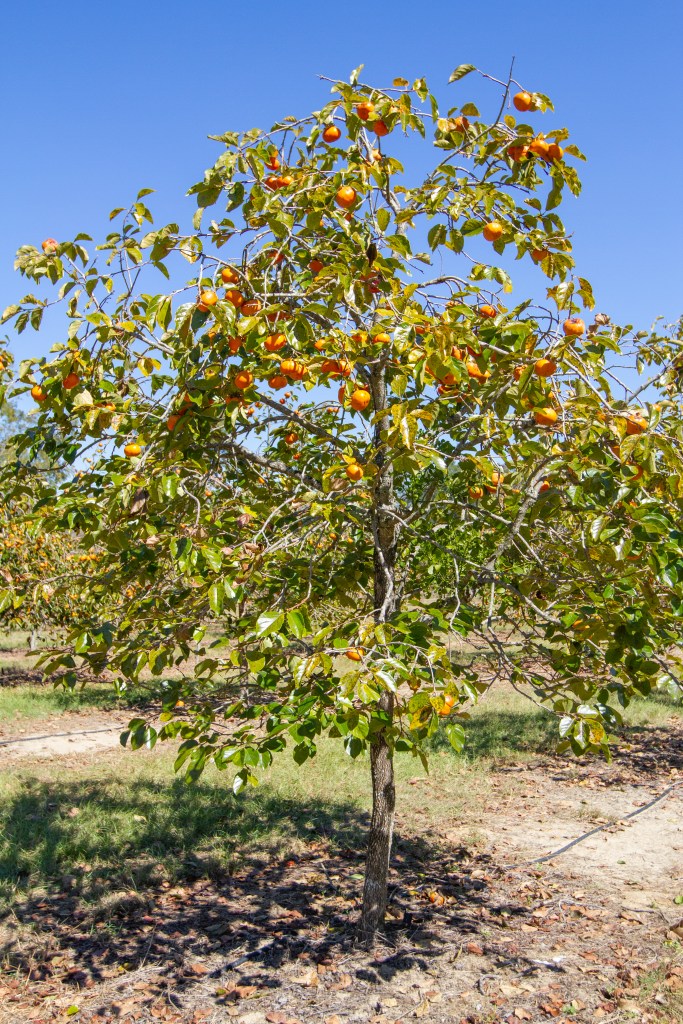 About Our Persimmon Varieties – Perfect Persimmons