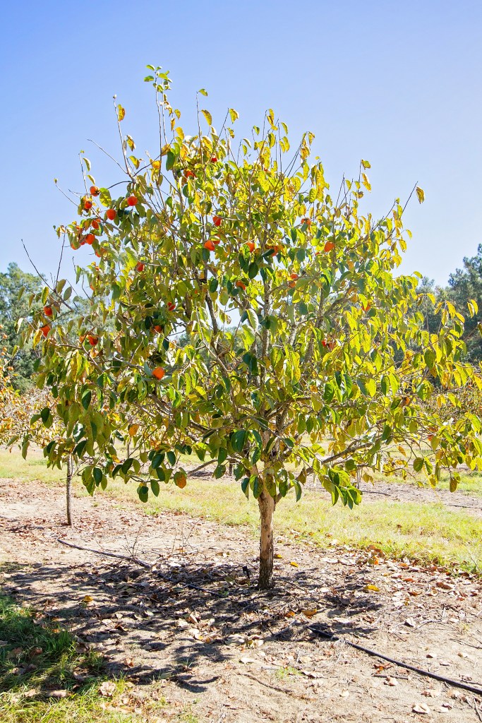 About Our Persimmon Varieties – Perfect Persimmons