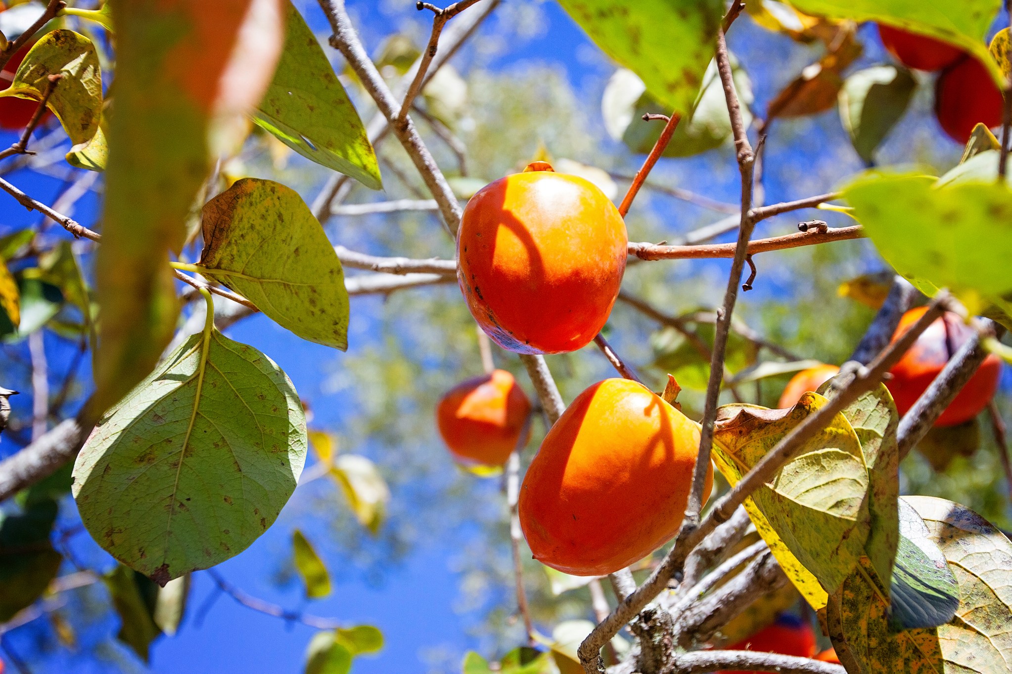 Plan Your Visit – Perfect Persimmons
