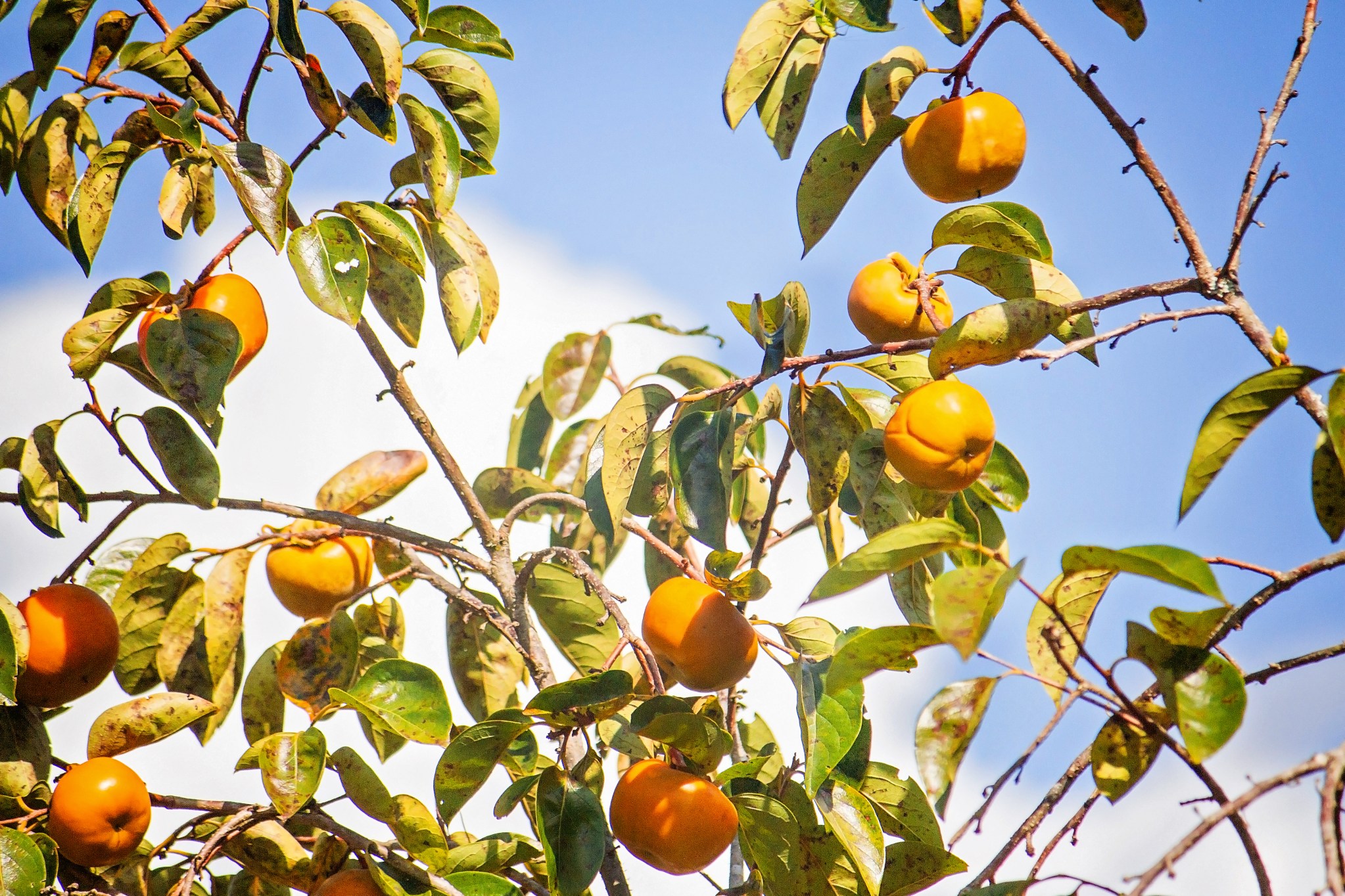 Perfect Persimmons – a You-Pick Orchard by JNB Farms LLC