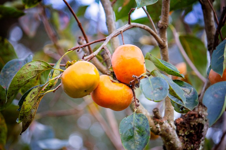 Plan Your Visit – Perfect Persimmons