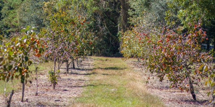 Perfect Persimmons – a You-Pick Orchard by JNB Farms LLC