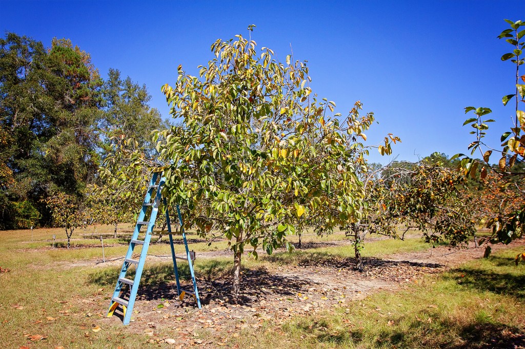 Perfect Persimmons – a You-Pick Orchard by JNB Farms LLC